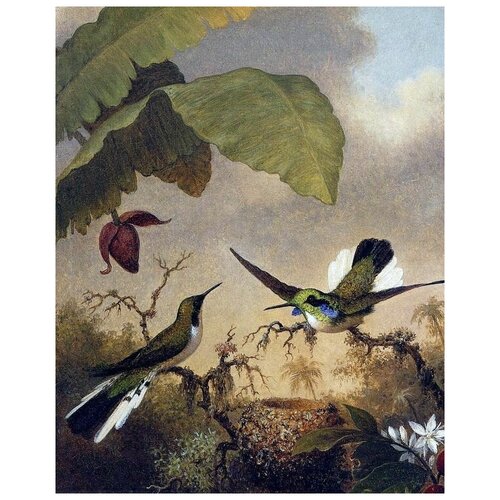 Репродукция на холсте Птицы (Birds) №28 Хэд Мартин Джонсон 40см. x 50см.