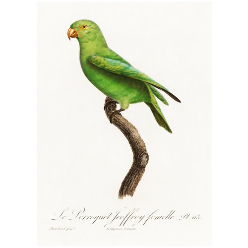 Плакат, постер на холсте Краснощекий попугай. Размер 21 х 30 см