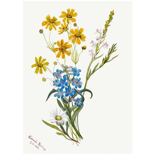 Постер / Плакат / Картина Дикие цветы - Цветочный микс 60х90 см в раме