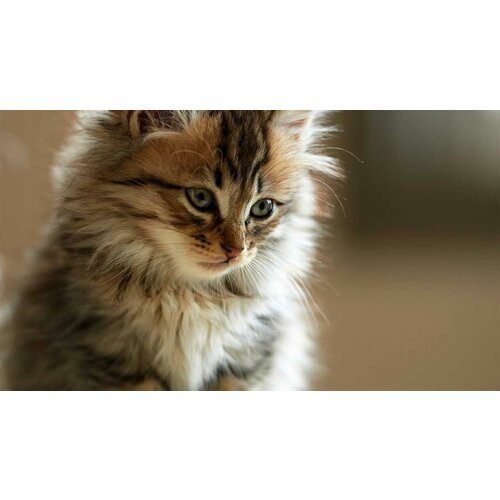 Картина на холсте 60x110 LinxOne "Котенок кот пушистый мех морда" интерьерная для дома / на стену / на кухню / с подрамником