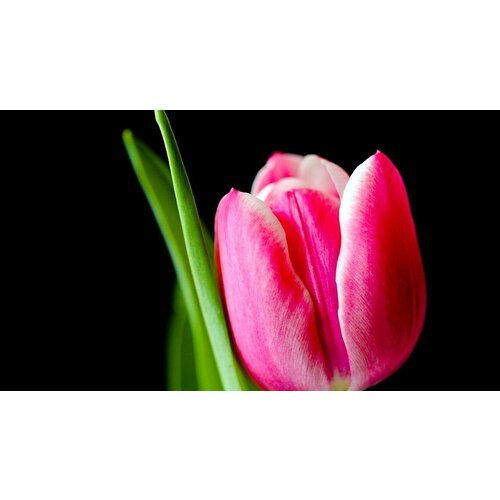 Картина на холсте 60x110 LinxOne "Макро тюльпан весна лепестки" интерьерная для дома / на стену / на кухню / с подрамником