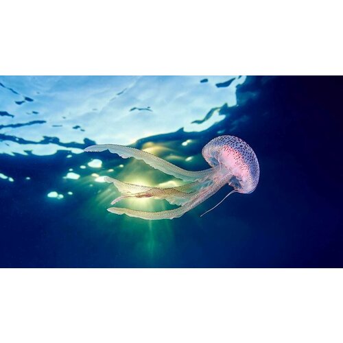 Картина на холсте 60x110 LinxOne "Природа океан море медуза вода" интерьерная для дома / на стену / на кухню / с подрамником