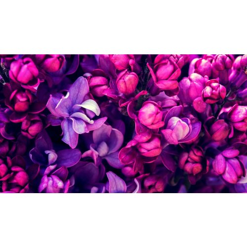 Картина на холсте 60x110 LinxOne "Цветение lilac Purple" интерьерная для дома / на стену / на кухню / с подрамником