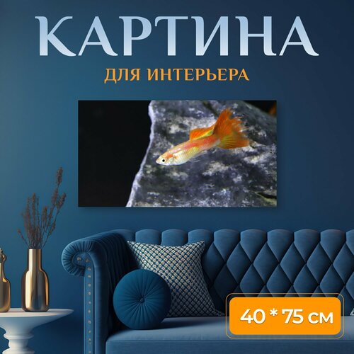 Картина на холсте "Тупой, тропическая рыба, рыба" на подрамнике 75х40 см. для интерьера