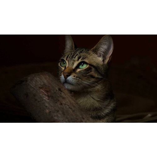 Картина на холсте 60x110 LinxOne "Кот зеленые глаза кошка животное" интерьерная для дома / на стену / на кухню / с подрамником