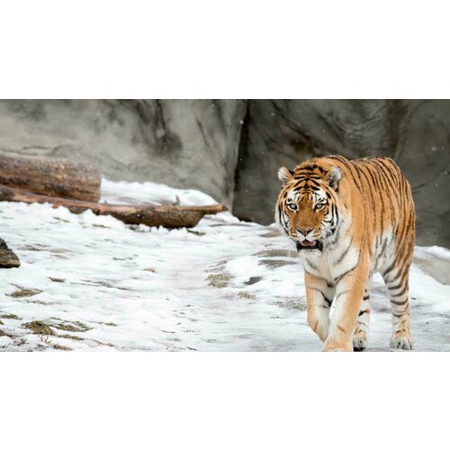 Картина на холсте 60x110 LinxOne "Амурский тигр снег зима дикая" интерьерная для дома / на стену / на кухню / с подрамником
