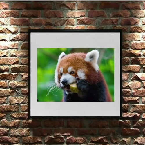 Постер "Красная панда кушает" Cool Eshe из коллекции "Природа", плакат А3