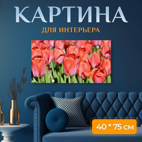 Картина на холсте "Тюльпан, цветок тюльпана, поле тюльпанов" на подрамнике 75х40 см. для интерьера