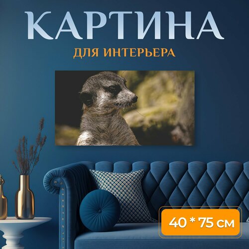 Картина на холсте "Сурикат, животное, природа" на подрамнике 75х40 см. для интерьера