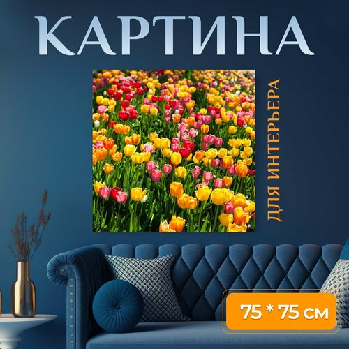 Картина на холсте "Тюльпаны, цвет, красочный" на подрамнике 75х75 см. для интерьера