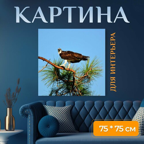 Картина на холсте "Скопа, птица, дикая природа" на подрамнике 75х75 см. для интерьера