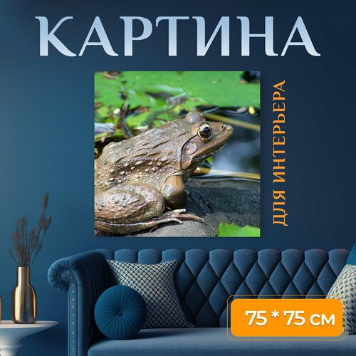 Картина на холсте "Животное, лягушка, жаба" на подрамнике 75х75 см. для интерьера