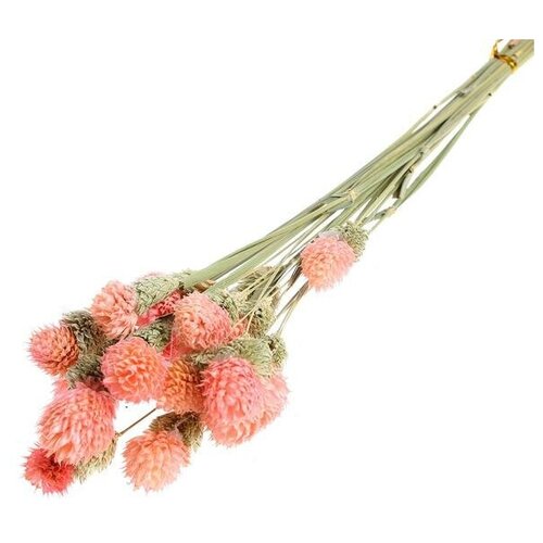Сухоцвет «Гомфрена шаровидная» набор — от 17 до 20 шт, цвет розовый