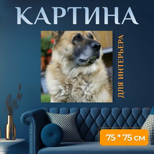 Картина на холсте "Собака, лицо, величественный" на подрамнике 75х75 см. для интерьера