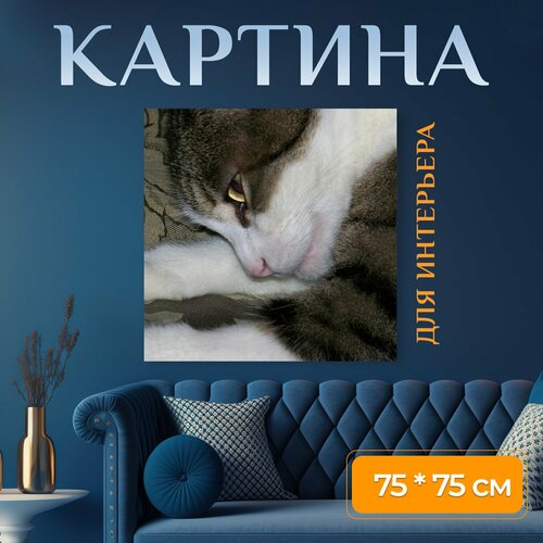 Картина на холсте "Кошка, кошачий, притворяться" на подрамнике 75х75 см. для интерьера