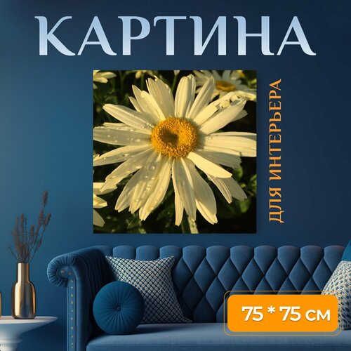 Картина на холсте "Цветок, маргарита, природа" на подрамнике 75х75 см. для интерьера