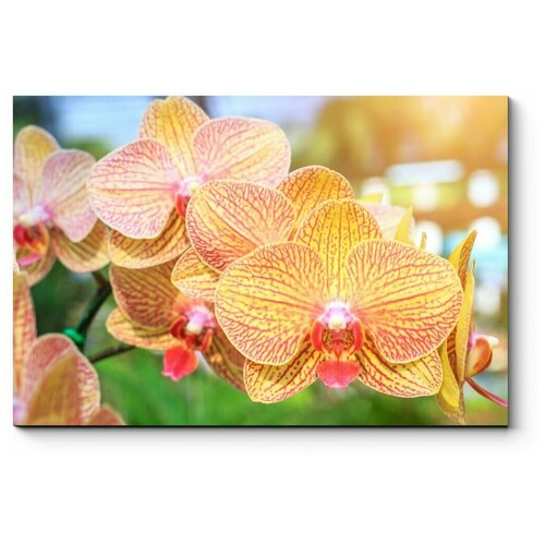 Модульная картина Тайская орхидея 50x33