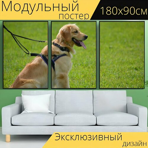 Модульный постер "Золотистый ретривер, домашний питомец, собака" 180 x 90 см. для интерьера