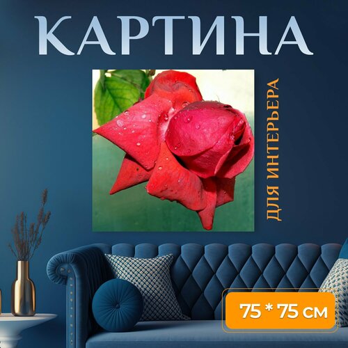 Картина на холсте "Роза, красный, роса" на подрамнике 75х75 см. для интерьера