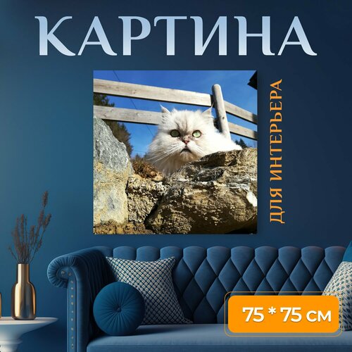 Картина на холсте "Природа, животное, кот" на подрамнике 75х75 см. для интерьера