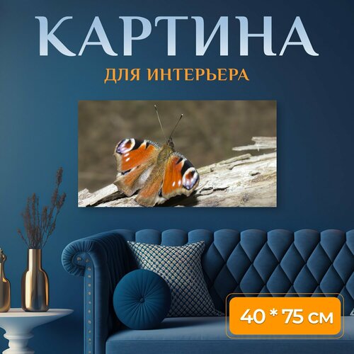 Картина на холсте "Европейский павлин, павлиний, насекомое" на подрамнике 75х40 см. для интерьера