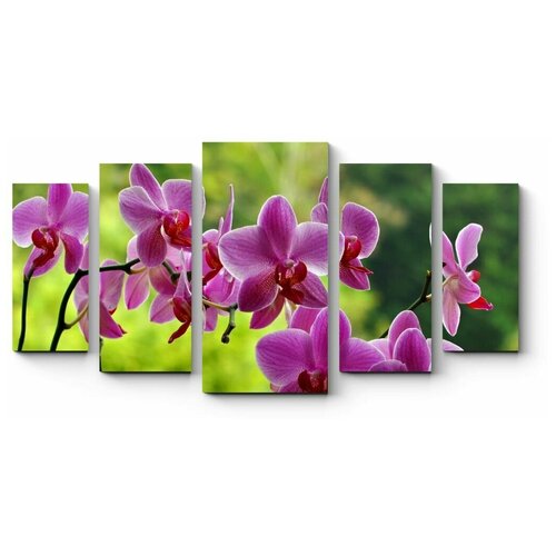 Модульная картина Неподражаемые орхидеи 100x55