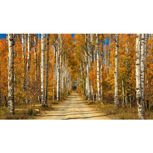 Картина на холсте 60x110 Альянс Лес "Осень роща деревья аллея" на подрамнике / интерьер/ декор