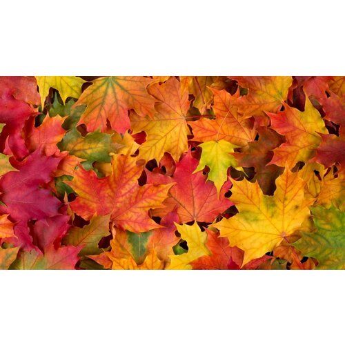 Картина на холсте 60x110 Альянс Лес "Autumn осенние листья leaves" на подрамнике / интерьер/ декор