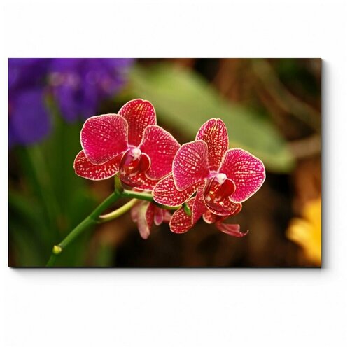 Модульная картина Невероятно красивая тропическая орхидея 70x47
