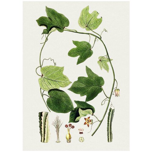 Постер / Плакат / Картина Листья - Веточка с зелеными листьями 50х70 см в подарочном тубусе