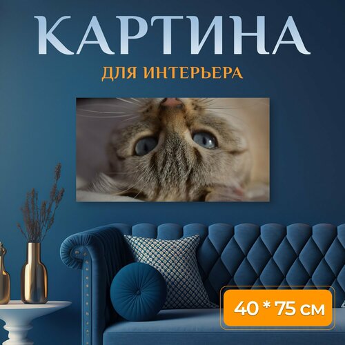 Картина на холсте "Кошка, животное, голубые глаза" на подрамнике 75х40 см. для интерьера