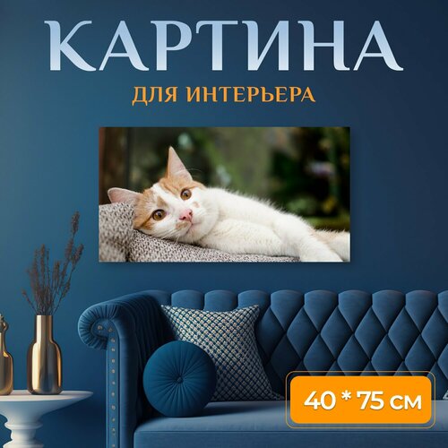 Картина на холсте "Кошка, котенок, домашняя кошка" на подрамнике 75х40 см. для интерьера