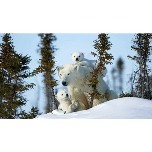 Картина на холсте 60x110 LinxOne "Зима медведица полярные" интерьерная для дома / на стену / на кухню / с подрамником