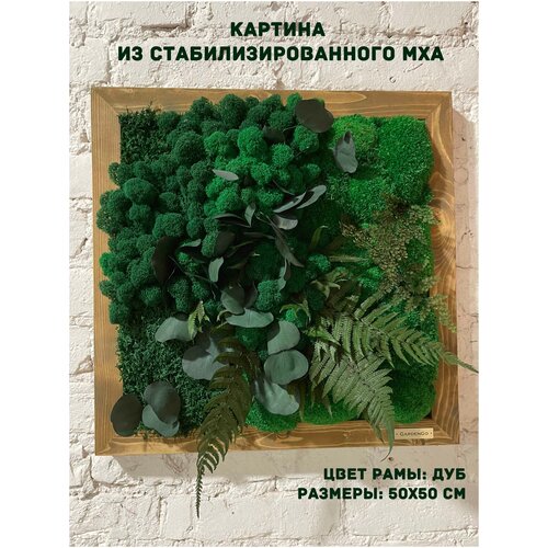 Панно из стабилизированно мха GardenGo в рамке цвета дуб, 50х50 см, цвет мха зеленый