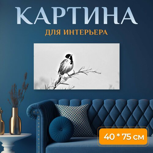 Картина на холсте "Воробей, домовый воробей, птица" на подрамнике 75х40 см. для интерьера