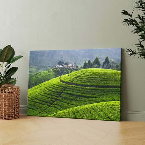 Картина на холсте (Плантация зеленого чая в высокогорье Кэмерон) 30x40 см. Интерьерная, на стену.