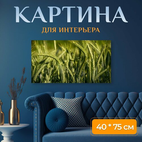 Картина на холсте "Ячмень, зерно, сельское хозяйство" на подрамнике 75х40 см. для интерьера