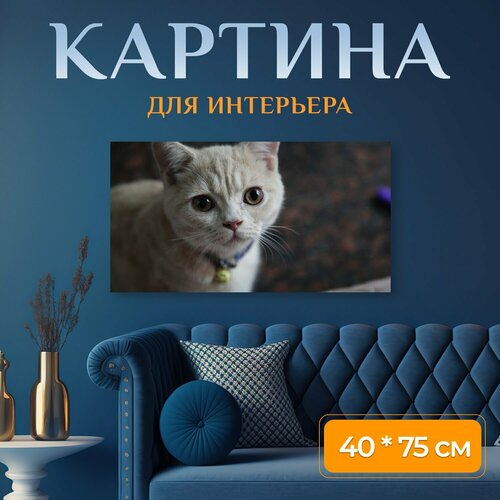 Картина на холсте "Котенок, лицо, милый" на подрамнике 75х40 см. для интерьера