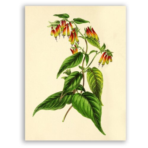 Гравюра Постер на бумаге / Cuphea Strigulosa