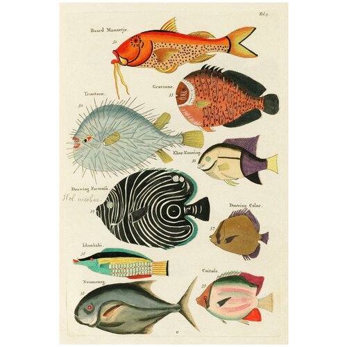 Постер / Плакат / Картина Рыбы - Жители морских глубин 90х120 см в подарочном тубусе