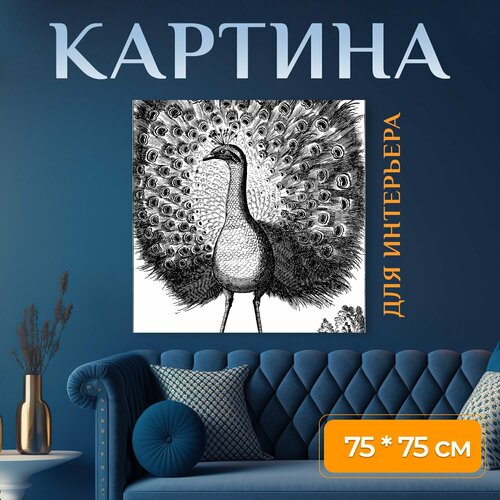 Картина на холсте "Павлин, птица, штриховая графика" на подрамнике 75х75 см. для интерьера