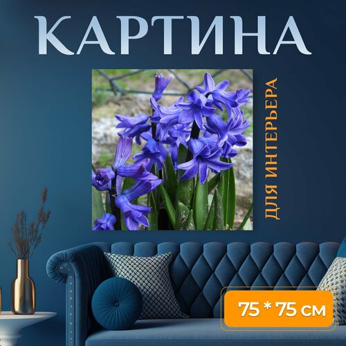 Картина на холсте "Гиацинт, синий, цветок" на подрамнике 75х75 см. для интерьера