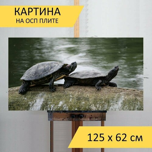 Картина на ОСП 125х62 см. "Черепахи, природа, воды черепаха" горизонтальная, для интерьера, с креплениями