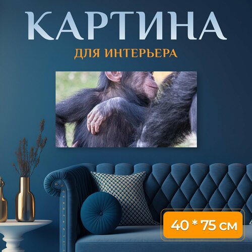 Картина на холсте "Обезьяна, шимпанзе, примат" на подрамнике 75х40 см. для интерьера
