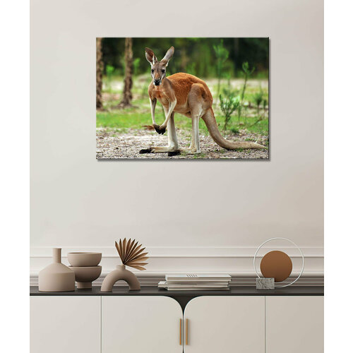 Картина - кенгуру, рыжий кенгуру, большой кенгуру, хвостатый кенгуру, кенгуру в природе (27) 60х80