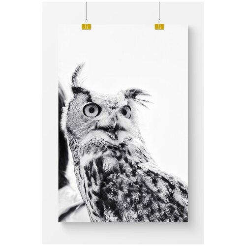Постер для интерьера Postermarkt Черно-белая сова, 70х100 см, в тубусе