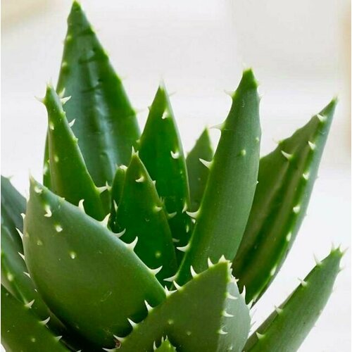 Алоэ митриформис (Aloe mitriformis) D5см