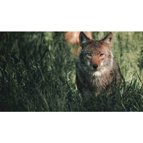 Картина на холсте 60x110 LinxOne "Животное волк трава хищник" интерьерная для дома / на стену / на кухню / с подрамником