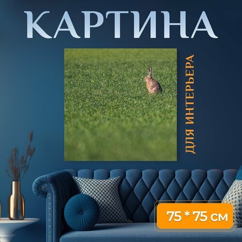 Картина на холсте "Заяц, животное, луг" на подрамнике 75х75 см. для интерьера