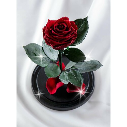 Живая Роза в колбе TheRoseDome Premium, цветок в колбе, роза в колбе живая, вечная роза, цвет: бордовая, красная